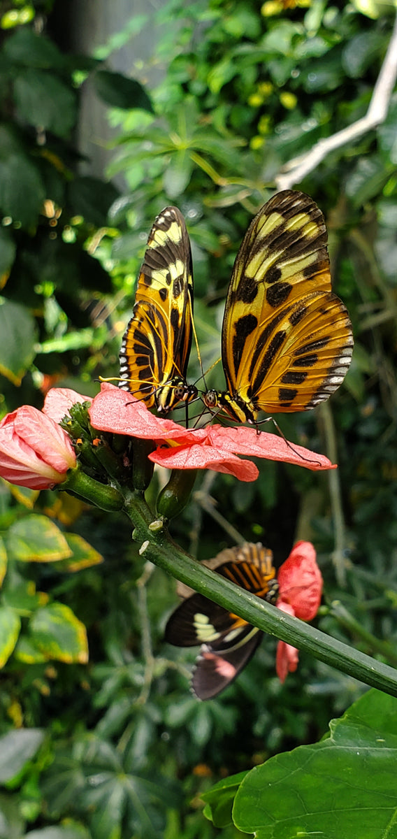 Uncovering the Hidden World of Insects: Why Insect Research Matters ...