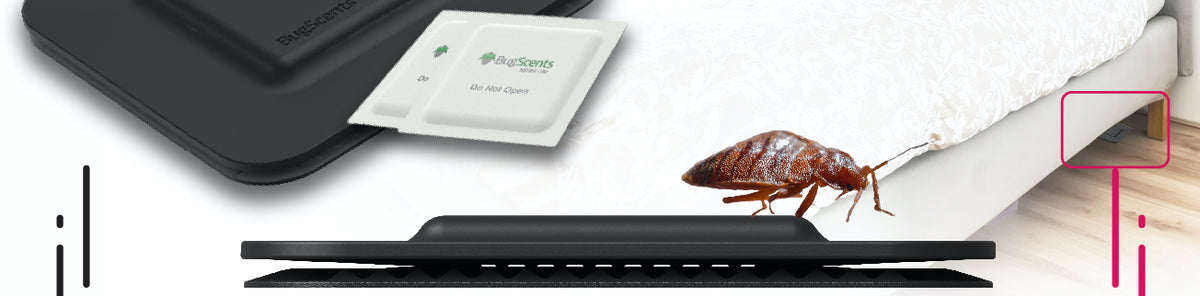 Bed Bug – InsectaBio