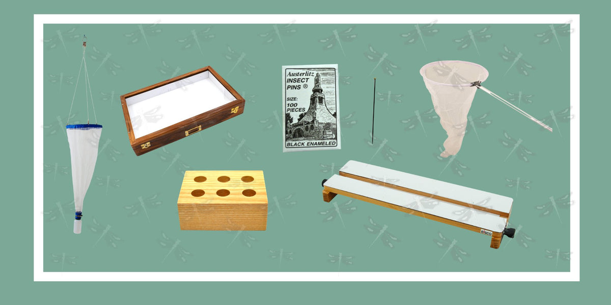 Entomology and Ecology – InsectaBio