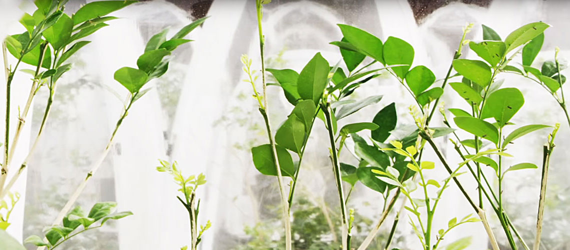 Insect Rearing Cage – InsectaBio