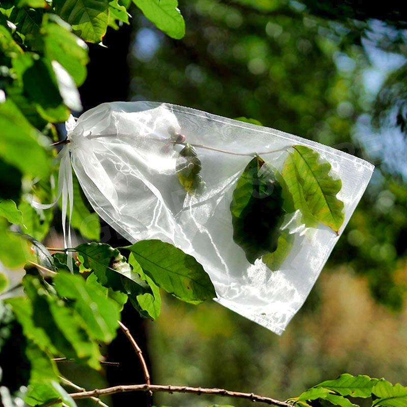 Insect Rearing Bag (L40 x W25 cm) [pack of 18] – InsectaBio